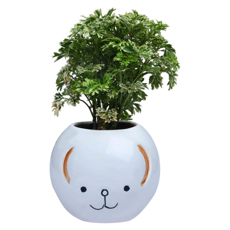 Buy Laxmi Kamal Succulent Plant Online in India - Vitri Greens
