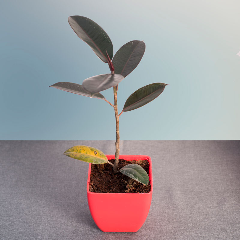Buy Rubber Plant, Ficus Elastica Plant Online in India - Vitri Greens