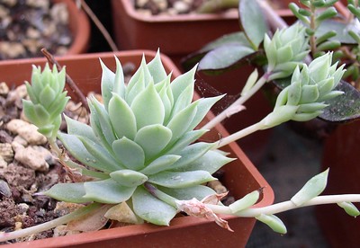 Buy Laxmi Kamal Succulent Plant Online in India - Vitri Greens